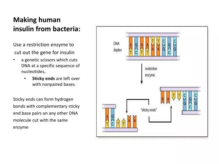 PPT - Making human insulin from bacteria: PowerPoint Presentation, free ...