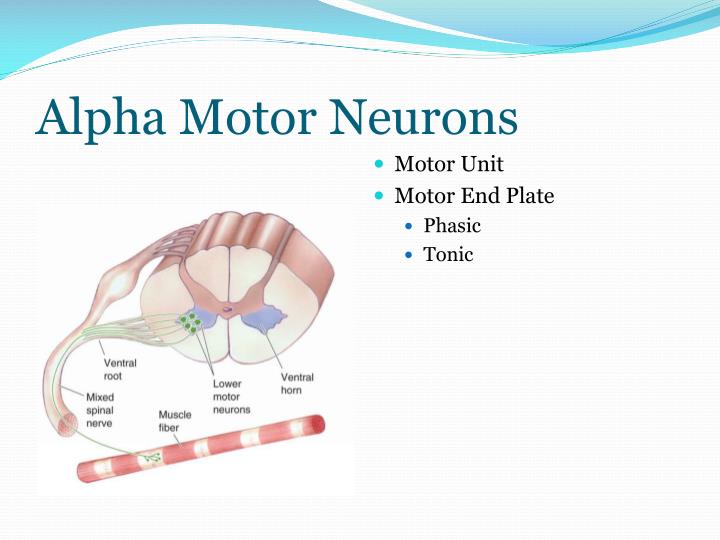 PPT - Spinal Cord PowerPoint Presentation - ID:6959841