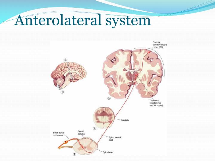 PPT - Spinal Cord PowerPoint Presentation - ID:6959841