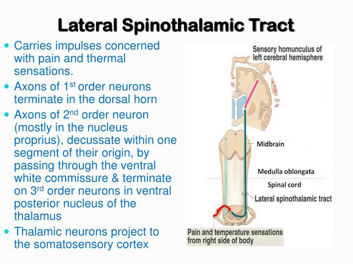 PPT - Spinal Cord PowerPoint Presentation - ID:6959841