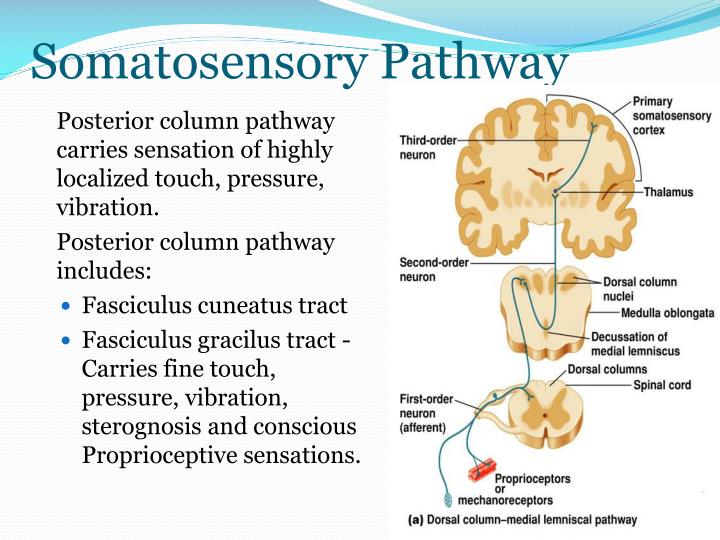 PPT - Spinal Cord PowerPoint Presentation - ID:6959841