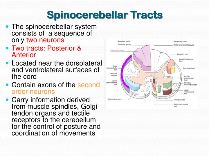 PPT - Spinal Cord PowerPoint Presentation - ID:6959841