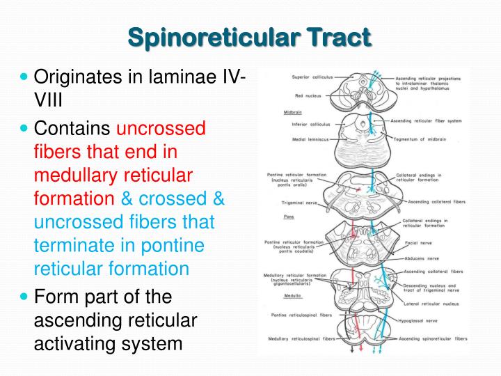 PPT - Spinal Cord PowerPoint Presentation - ID:6959841