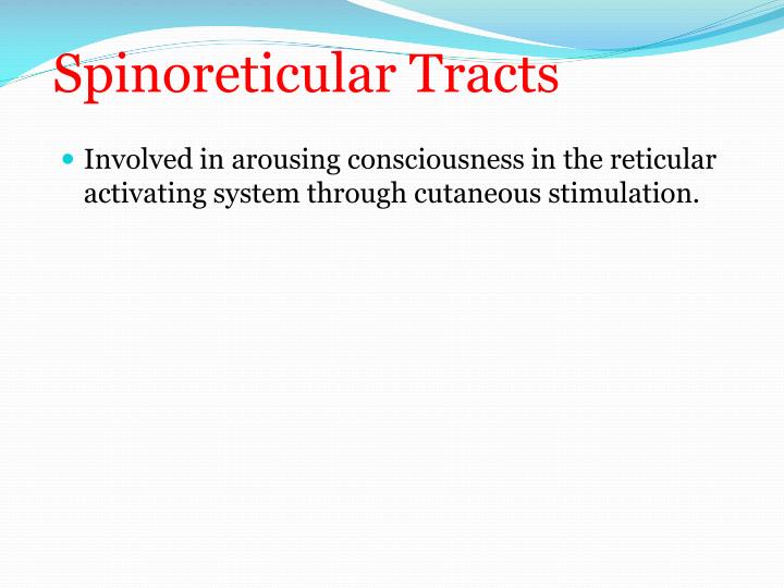 PPT - Spinal Cord PowerPoint Presentation - ID:6959841