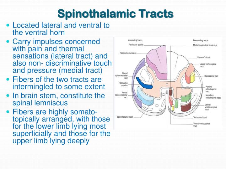 PPT - Spinal Cord PowerPoint Presentation - ID:6959841
