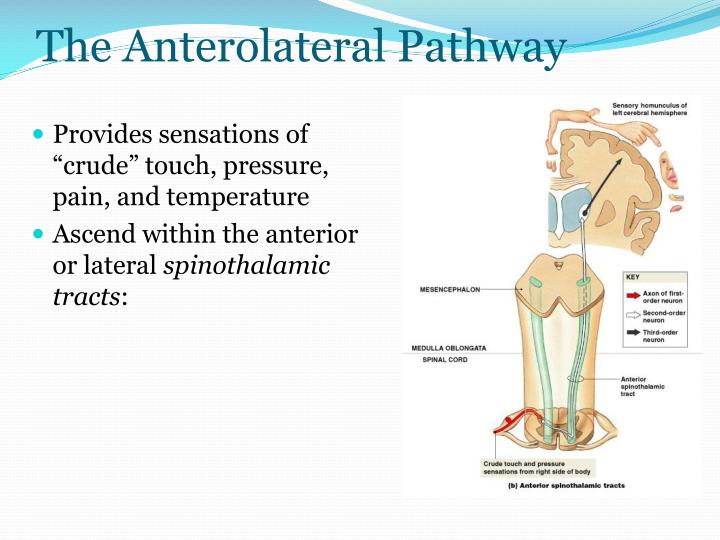 PPT - Spinal Cord PowerPoint Presentation - ID:6959841