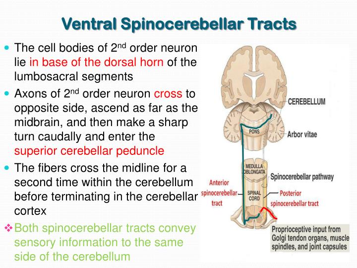 PPT - Spinal Cord PowerPoint Presentation - ID:6959841