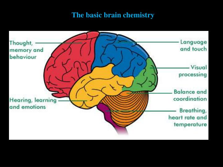 PPT - Brain Chemistry and Medication in ADHD PowerPoint Presentation ...