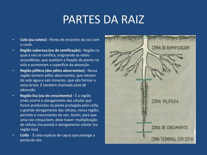 PPT - ÓRGÃOS VEGETAIS PowerPoint Presentation - ID:6962128