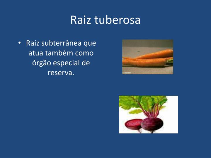 PPT - ÓRGÃOS VEGETAIS PowerPoint Presentation - ID:6962128
