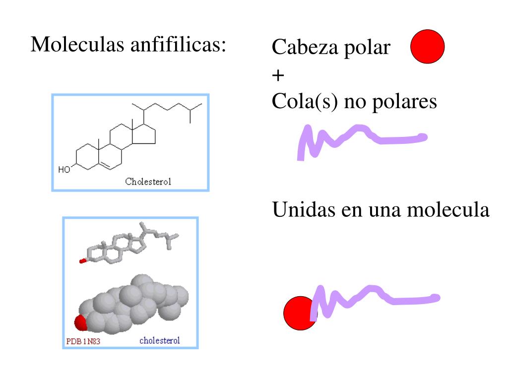 PPT - La fisica de los agregados anfifilicos PowerPoint Presentation ...
