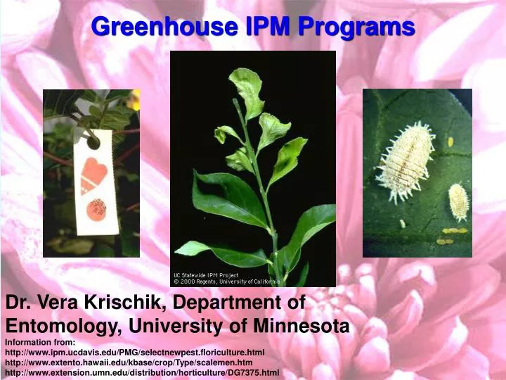 PPT - Greenhouse IPM Programs PowerPoint Presentation, free download ...