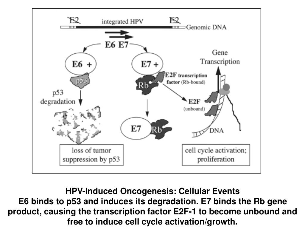 PPT - Understanding HPV Types, Oncogenesis, and Management Options for ...