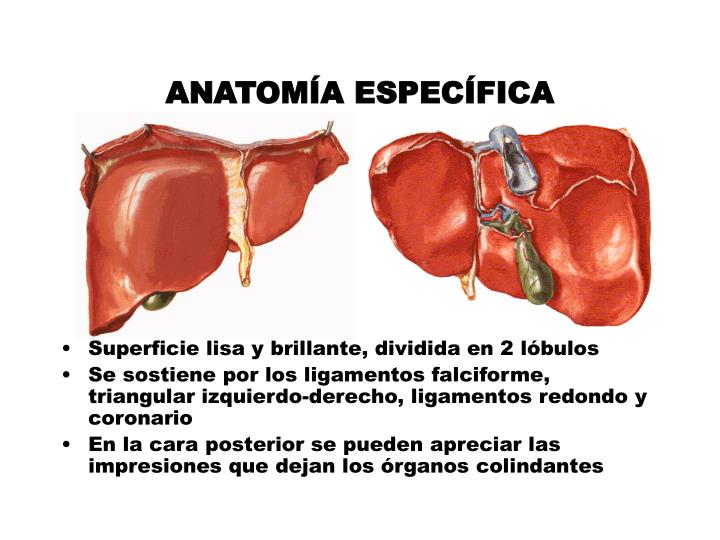 PPT - GLÁNDULA HEPÁTICA PowerPoint Presentation - ID:6966698