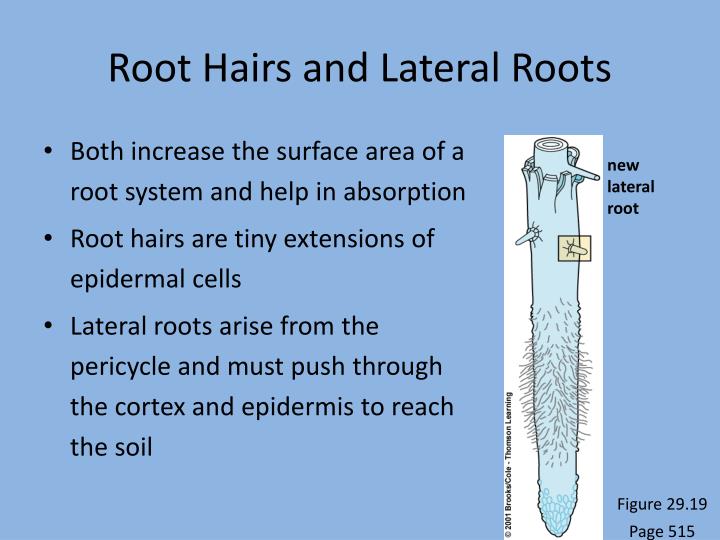 PPT - Introduction More than 280,000 species of plants inhabit Earth ...
