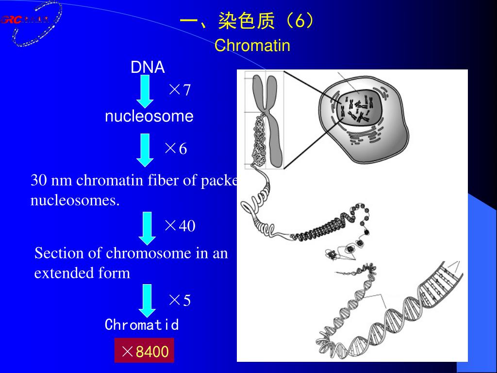 PPT - 一、染色质 chromatin 二、染色体 chromosome 三、人类染色体的正常核型 the normal human ...