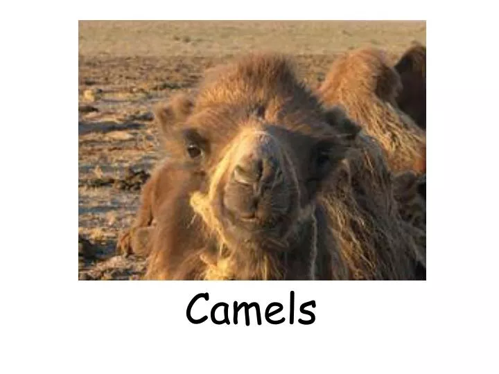 PPT - Camels PowerPoint Presentation, free download - ID:6968965