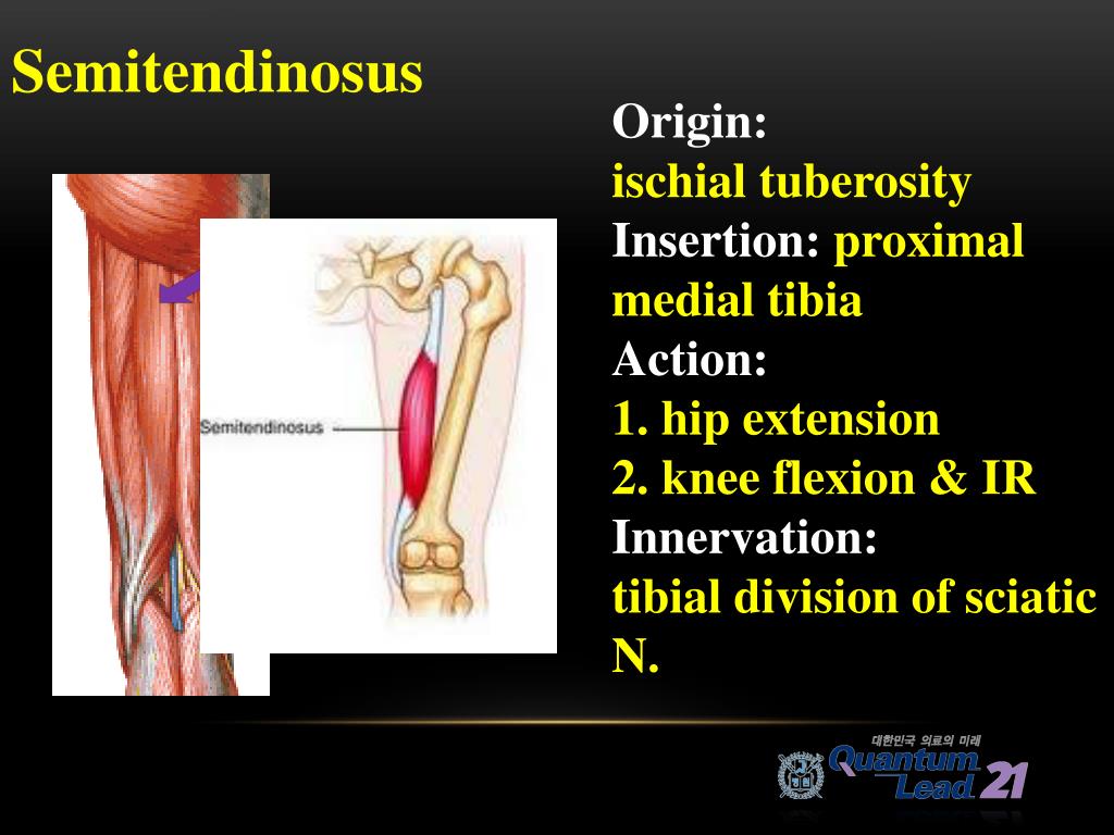 PPT - Anatomy Wokrshop PowerPoint Presentation, free download - ID:6972388