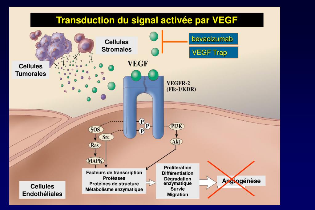 PPT - Voies de signalisation intra-cellulaire : nouvelles cibles ...