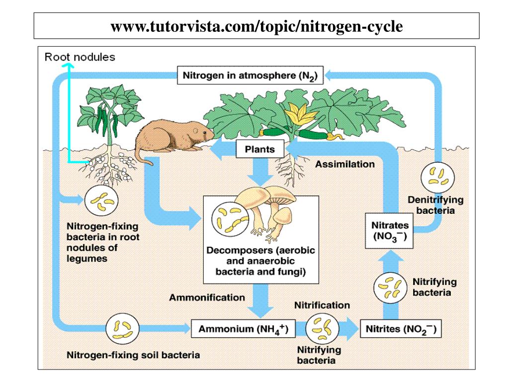 PPT - BAHAN KAJIAN MK. DASAR ILMU TANAH NITROGEN dan BELERANG TANAH ...