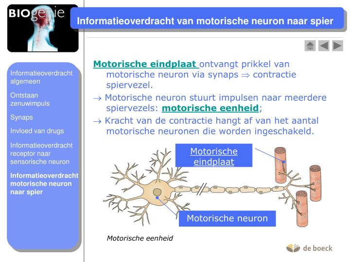 Ppt Bouw En Functie Van Het Zenuwstelsel Powerpoint Presentation Id