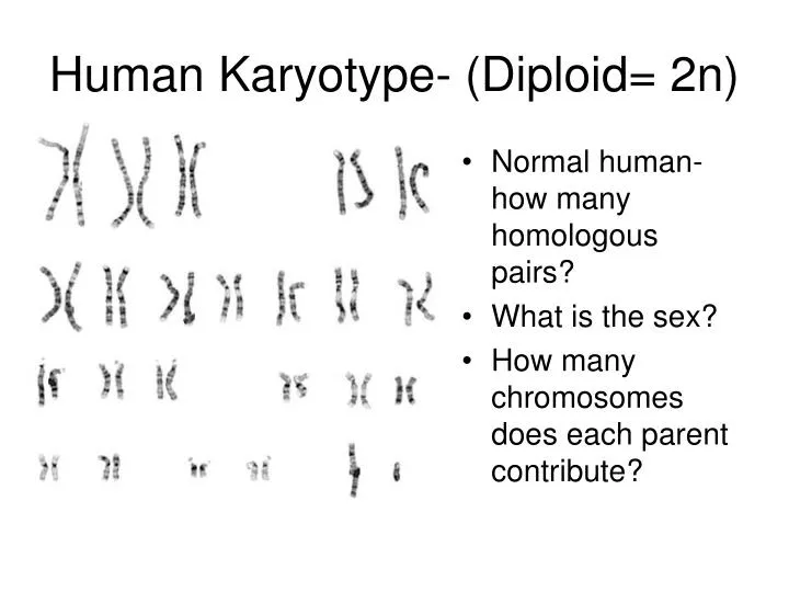 PPT - Human Karyotype- (Diploid= 2n) PowerPoint Presentation, free ...