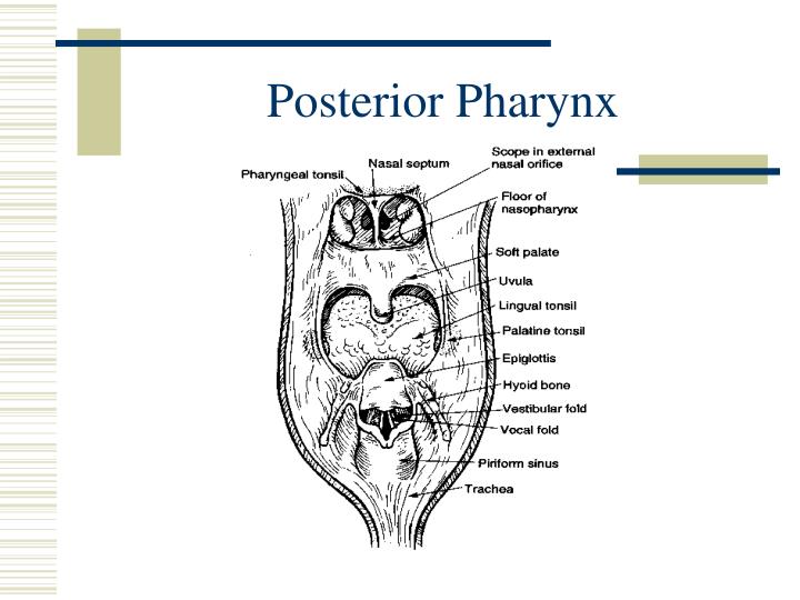 PPT - Nasopharyngolaryngoscopy for Family Physicians PowerPoint ...