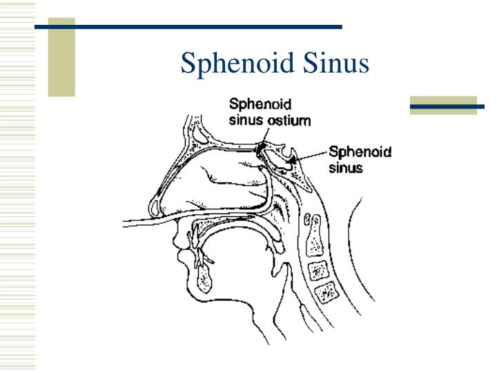 PPT - Nasopharyngolaryngoscopy for Family Physicians PowerPoint ...
