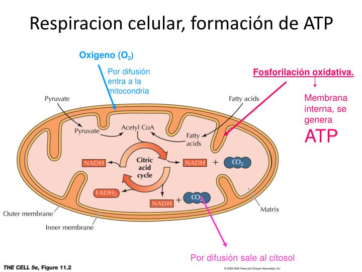 PPT - Introducción al estudio de la Biología Celular y Molecular ...