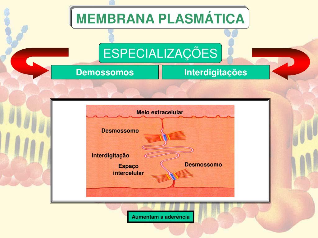 PPT - BIOLOGIA PowerPoint Presentation, free download - ID:6983380