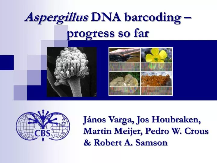 PPT - Aspergillus DNA barcoding – progress so far PowerPoint ...