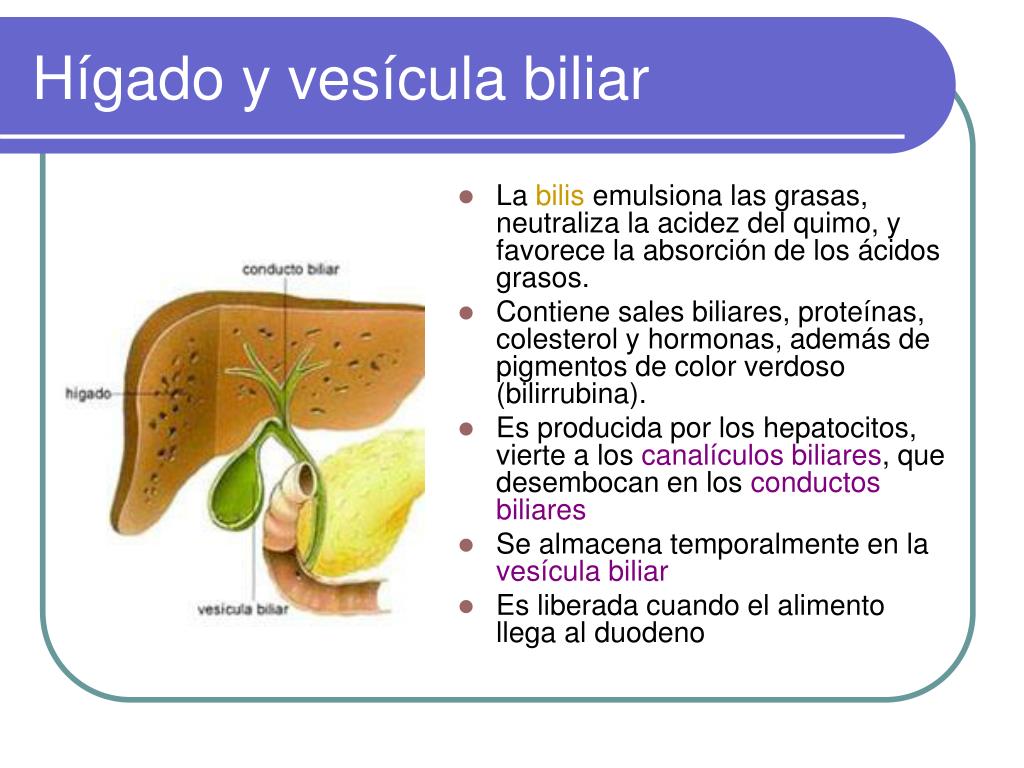 PPT - Tema 3: Anatomía y fisiología del Aparato Digestivo PowerPoint ...