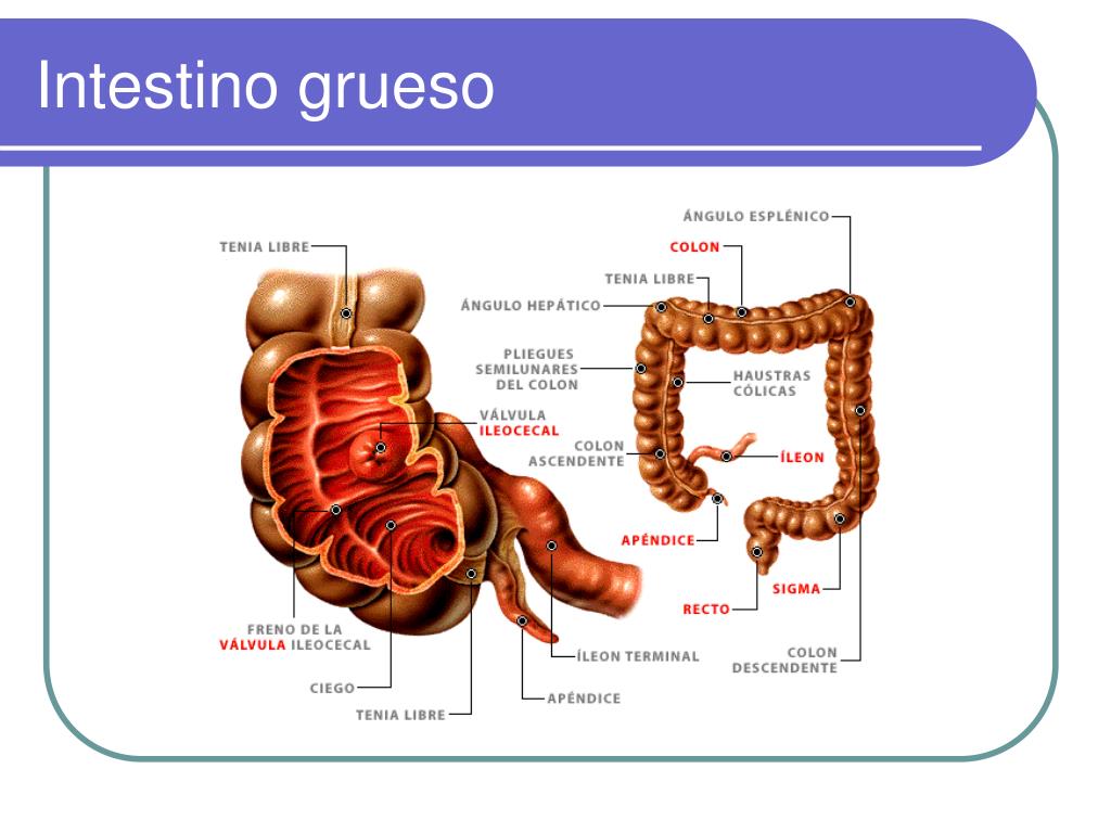 PPT - Tema 3: Anatomía y fisiología del Aparato Digestivo PowerPoint ...