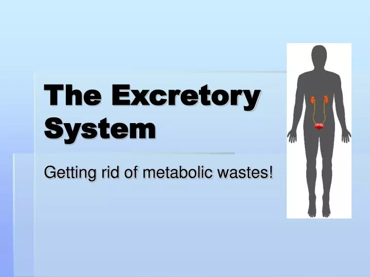 PPT - The Excretory System PowerPoint Presentation, free download - ID ...