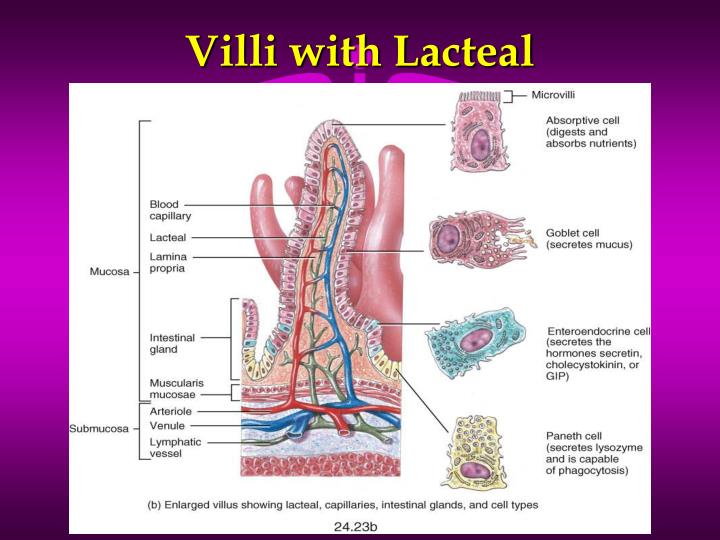 PPT - The DIGESTIVE System PowerPoint Presentation - ID:6987955