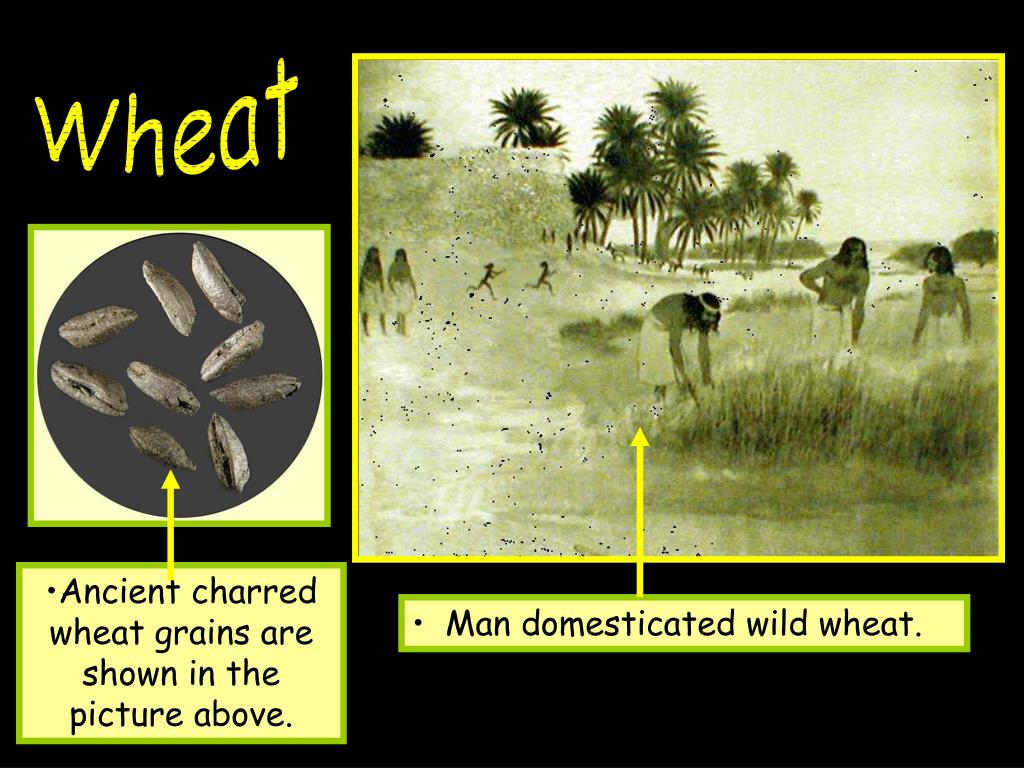 PPT - The New Stone Age (The Neolithic Era) 6,000 to 12,000 years ago ...