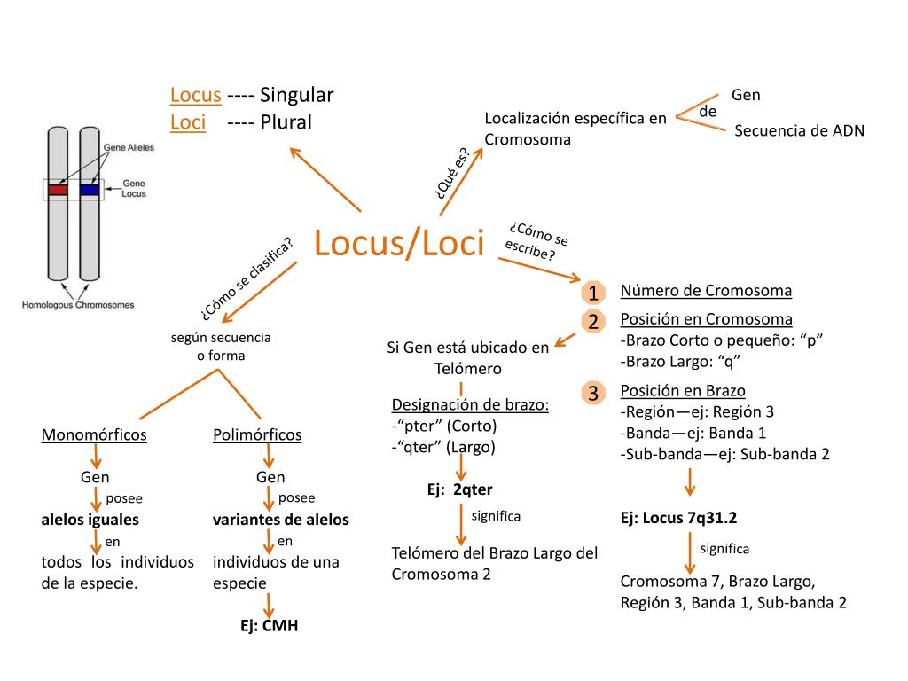 PPT - Locus / Loci PowerPoint Presentation, free download - ID:6989225 PPT - Locus / Loci PowerPoint Presentation, free download - ID:6989225