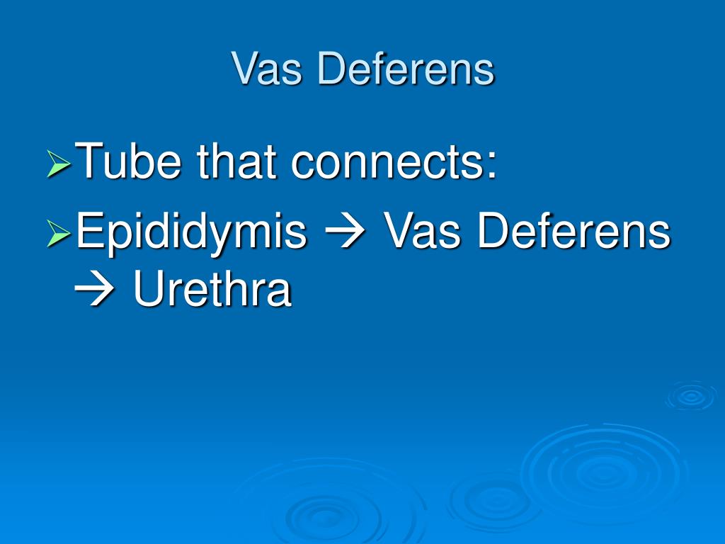 PPT - Male Genital Tract PowerPoint Presentation, free download - ID ...