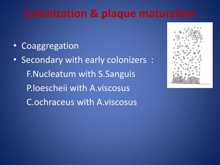 PPT - Dental Plaque and its role in Periodontal diseases PowerPoint ...