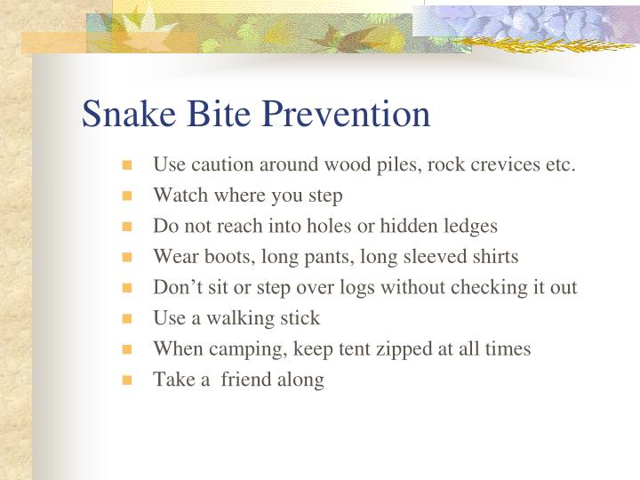 PPT - Animal & Insect Bites & Stings PowerPoint Presentation - ID:6991261