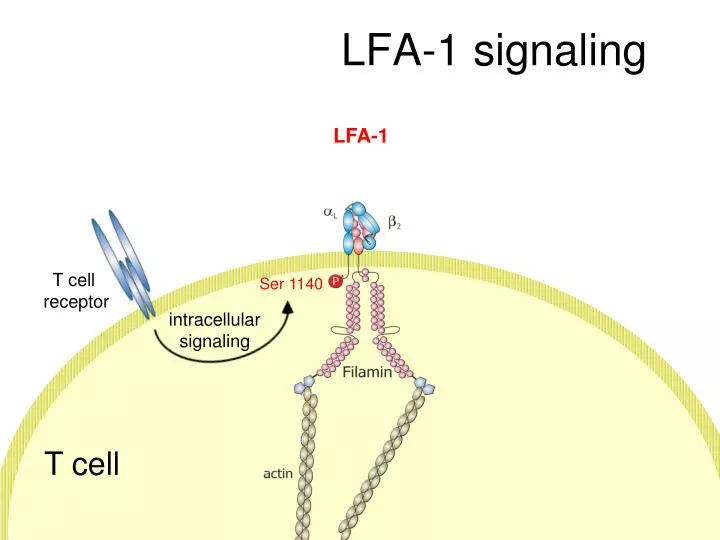 PPT - LFA-1 signaling PowerPoint Presentation, free download - ID:6992750