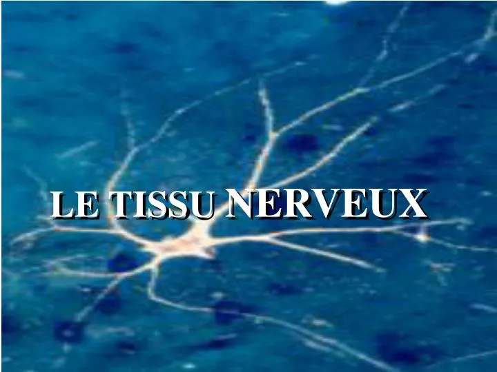 PPT - LE TISSU NERVEUX PowerPoint Presentation, free download - ID:6992985