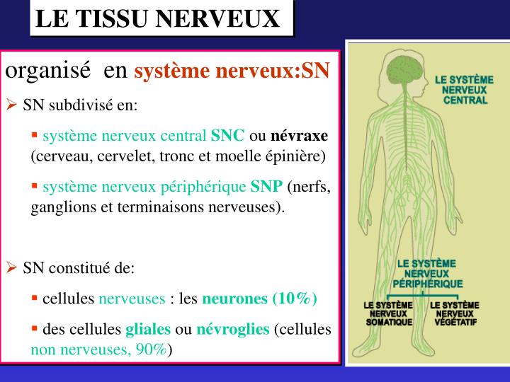 PPT - LE TISSU NERVEUX PowerPoint Presentation - ID:6992985
