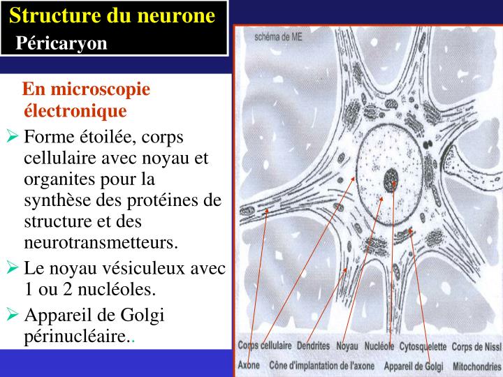 PPT - LE TISSU NERVEUX PowerPoint Presentation - ID:6992985