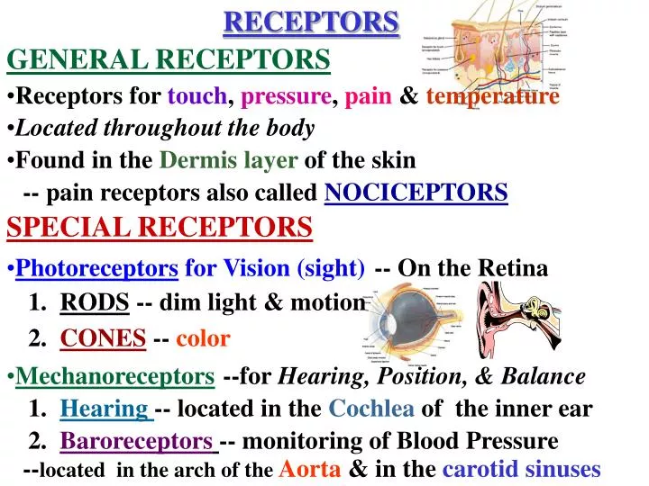 PPT - GENERAL RECEPTORS PowerPoint Presentation, free download - ID:6993549