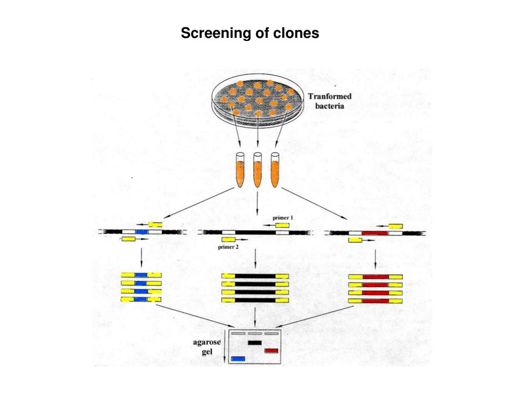 PPT - Principali applicazioni della PCR Clonaggio di geni e screening ...
