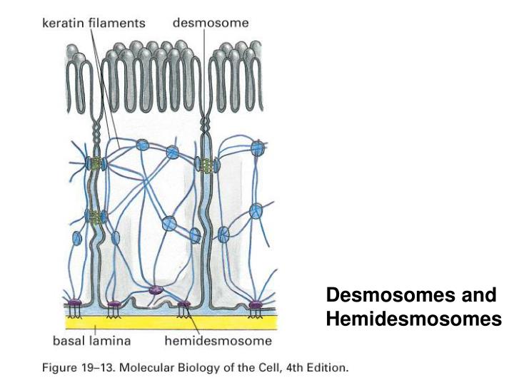PPT - Cell Junctions, Cell Adhesion, and the Extracellular Matrix ...