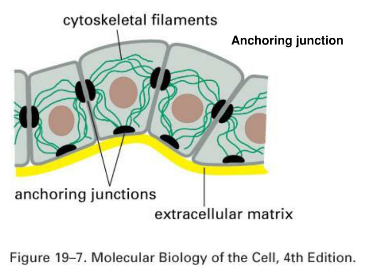 PPT - Cell Junctions, Cell Adhesion, and the Extracellular Matrix ...