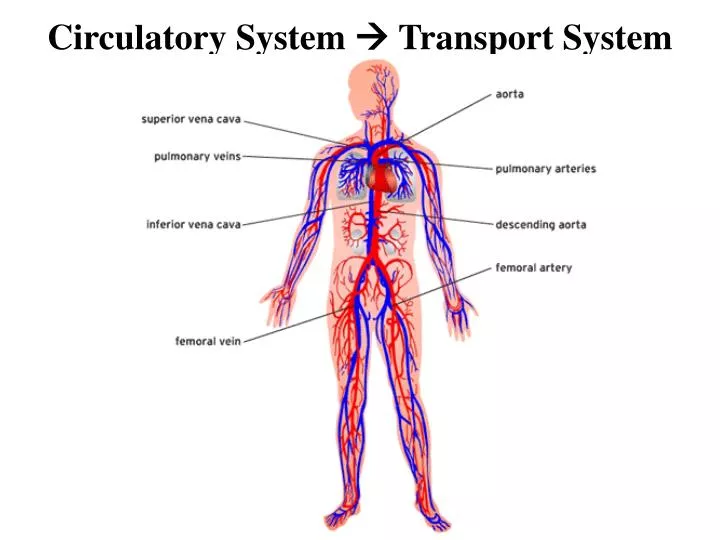 PPT Circulatory System Transport System PowerPoint Presentation Free ppt-circulatory-system-transport-system-powerpoint-presentation-free