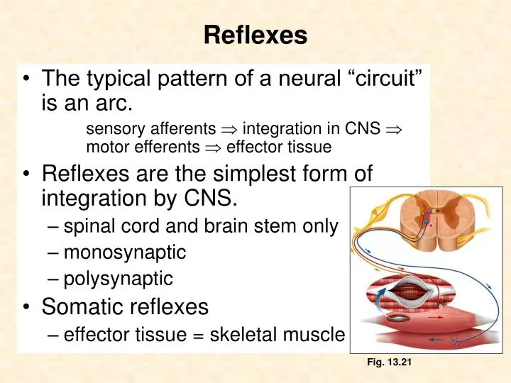 PPT - Reflexes PowerPoint Presentation, free download - ID:6995369
